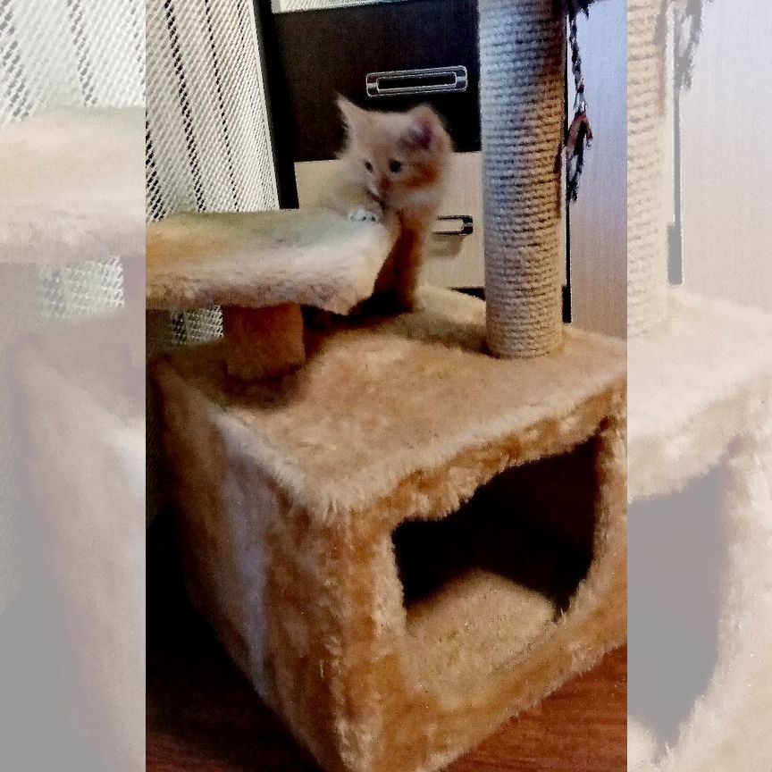 Отдам котят в добрые руки