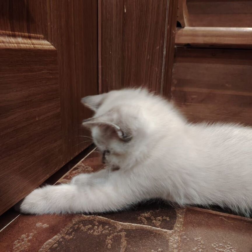 Кошечка сиамского окраса