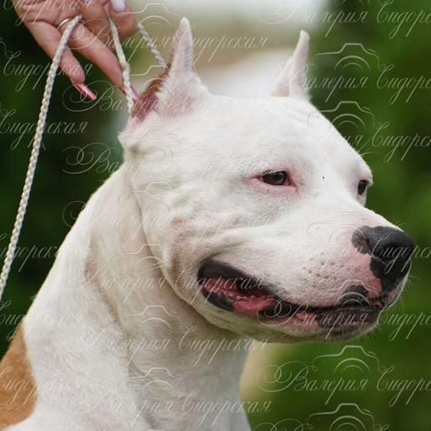 Кобель стаффорд вязка