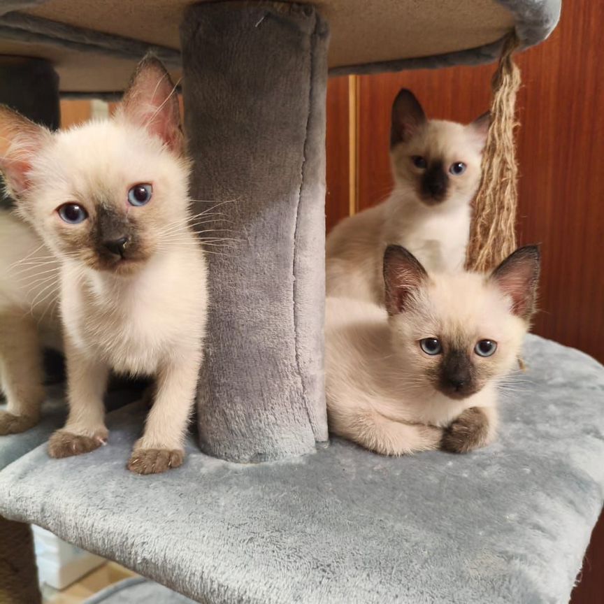 Тайские котята