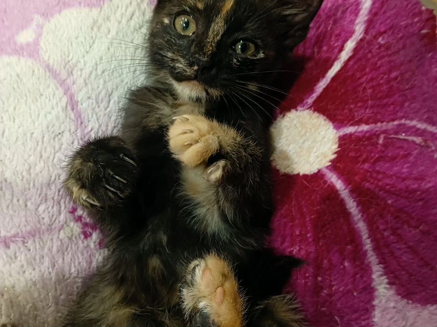 Котенок девочка 2 мес