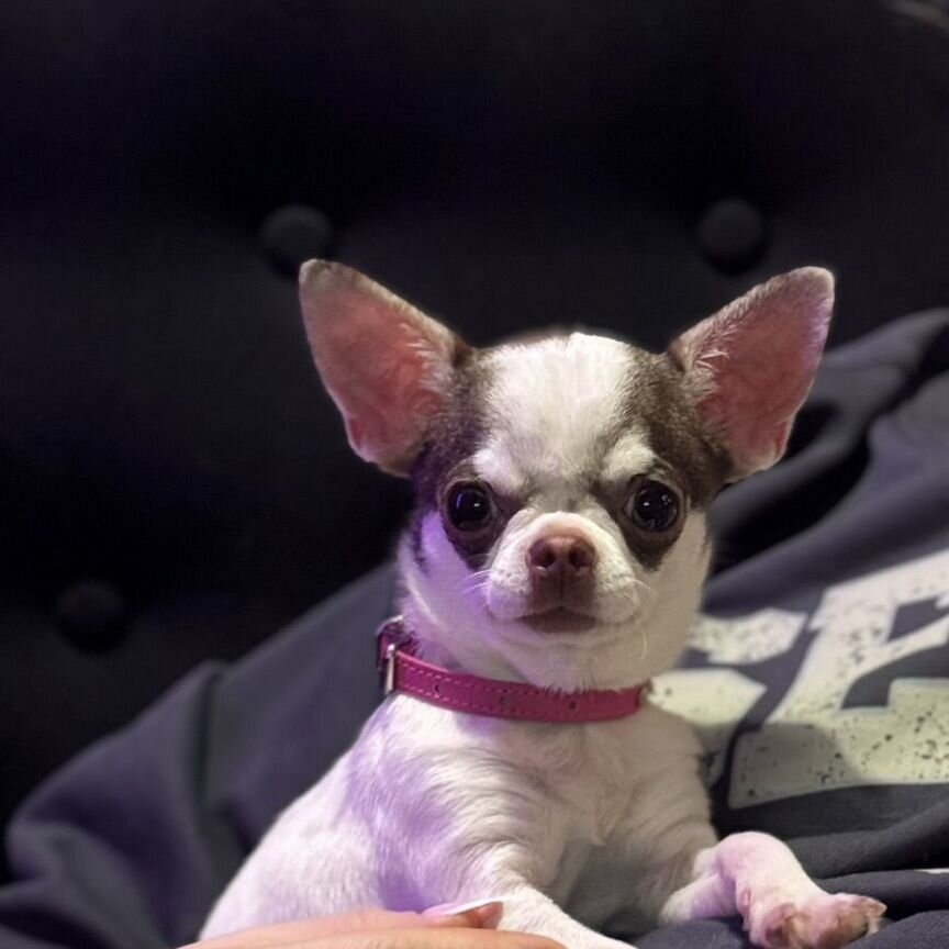 Чихуахуа Жужа