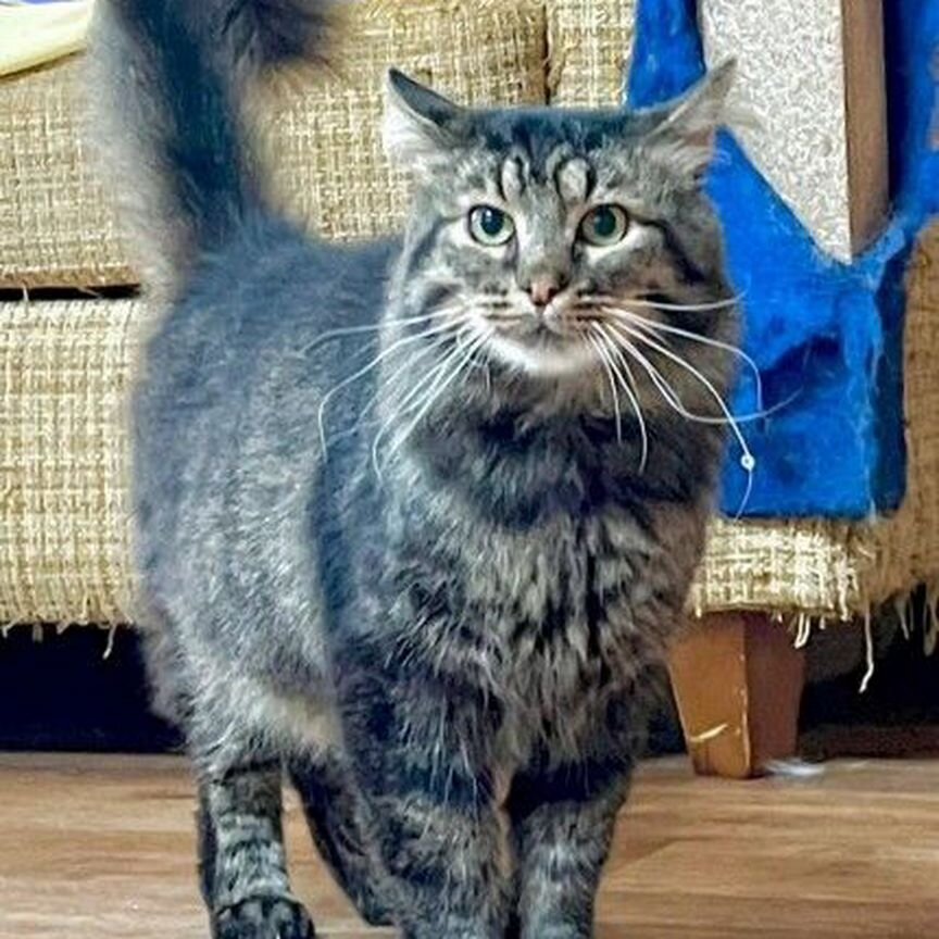 Шикарный Камаль ждёт вас в приюте