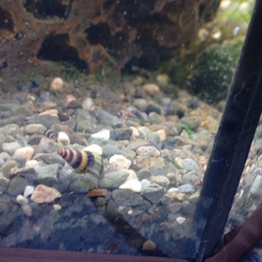 Улитки аквариумные Хелены