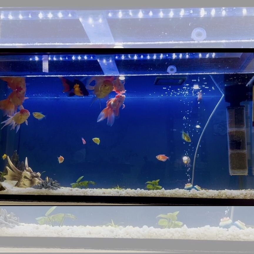 Аквариум 200 литров