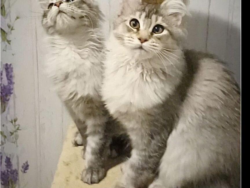 Мейн-кун кошечки, окрас тикинг