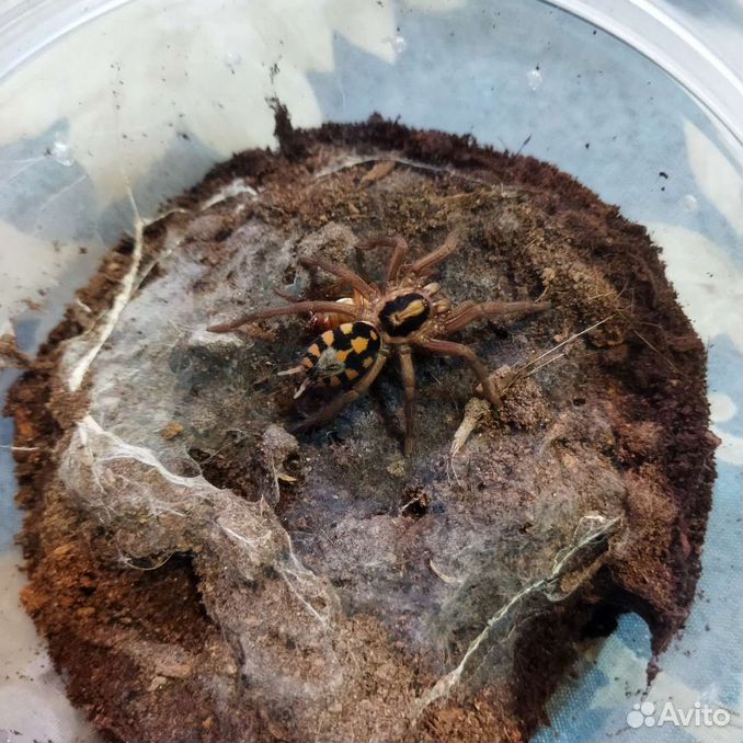 Птицеед Hapalopus sp. "Columbia Gross"