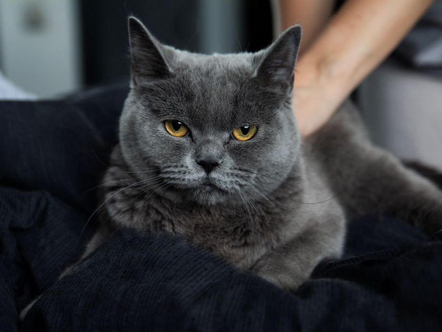 Кошки в добрые руки бесплатно