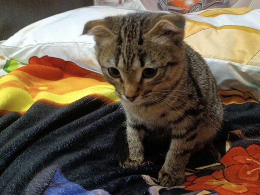 Кошка веслоухая