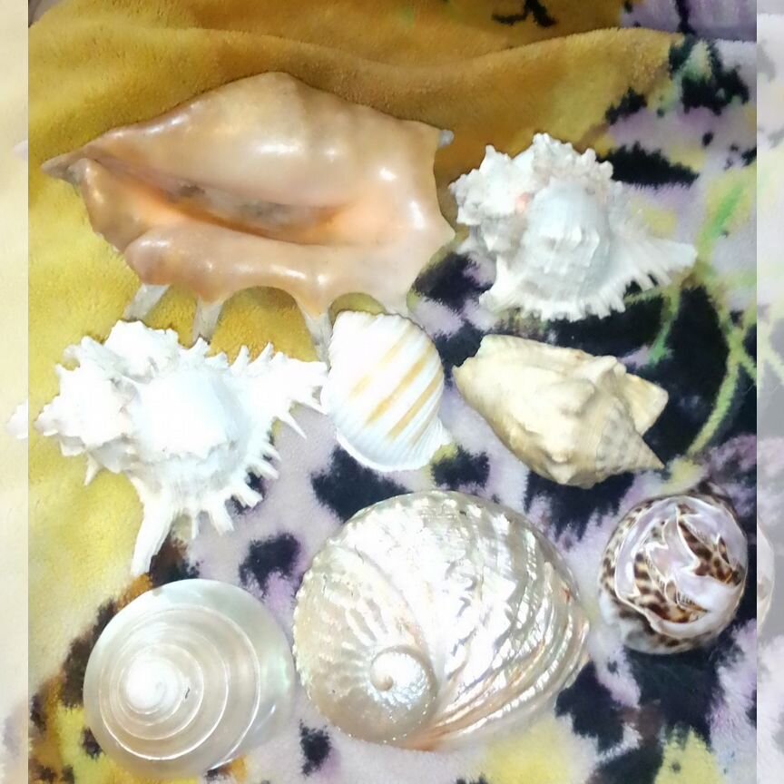 Ракушки морские