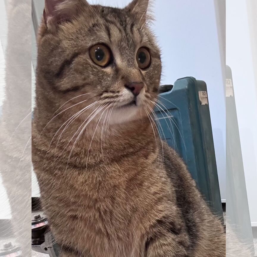 Отдам кота