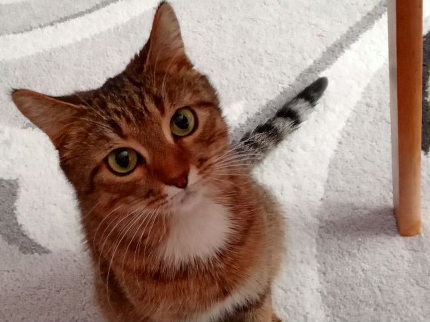 Европейская кошка