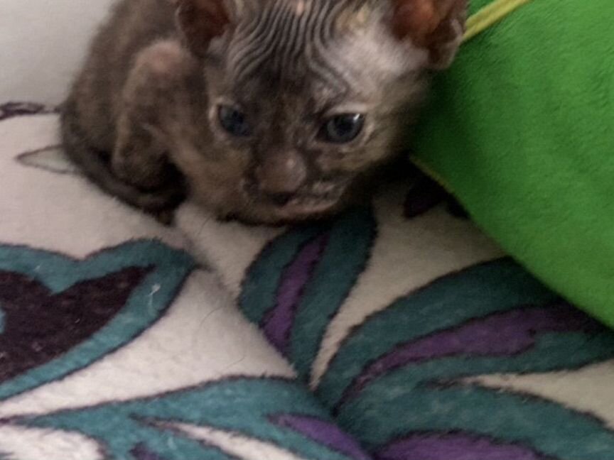 Котята сфинкс браш