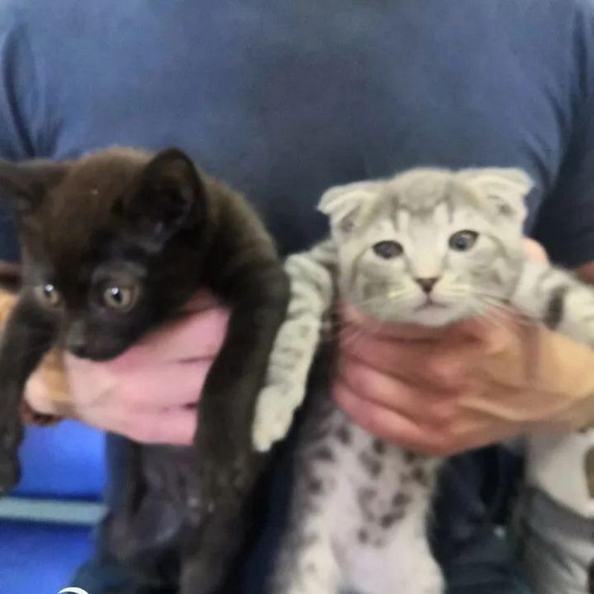 Котята в добрые руки