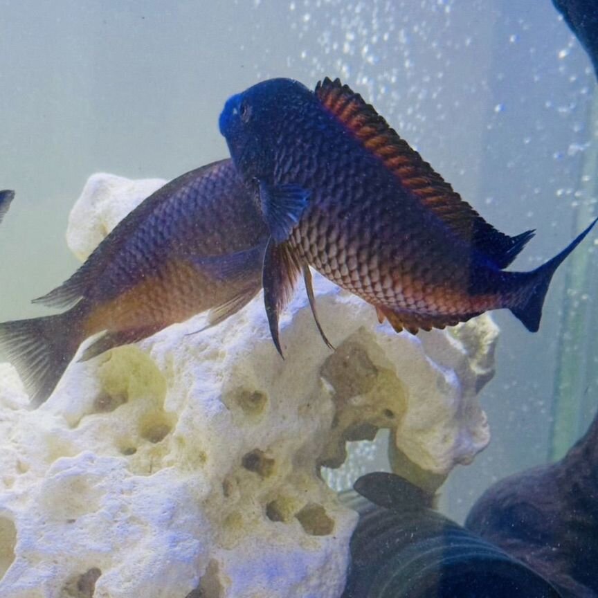 Трофеус Мура