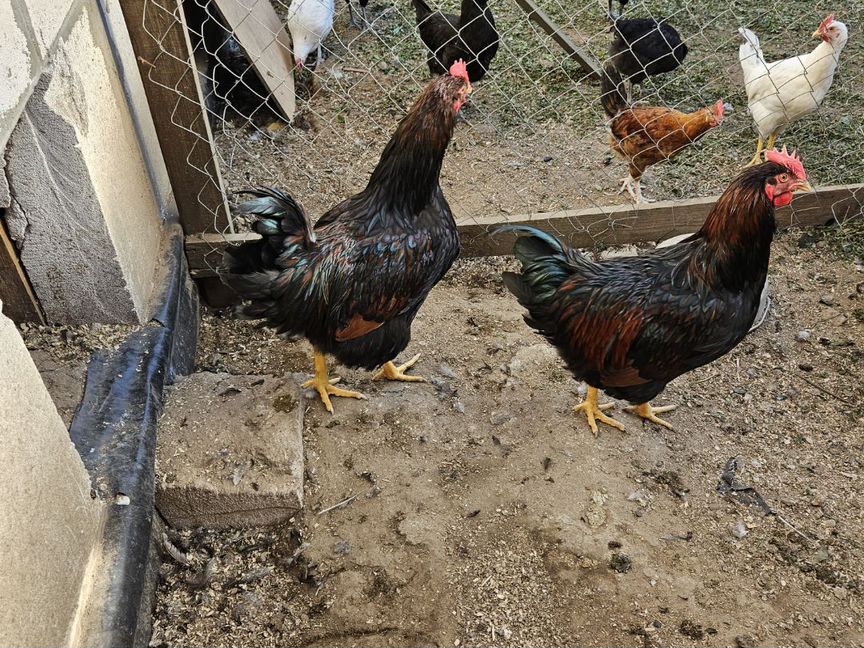 Петухи Барневельдер