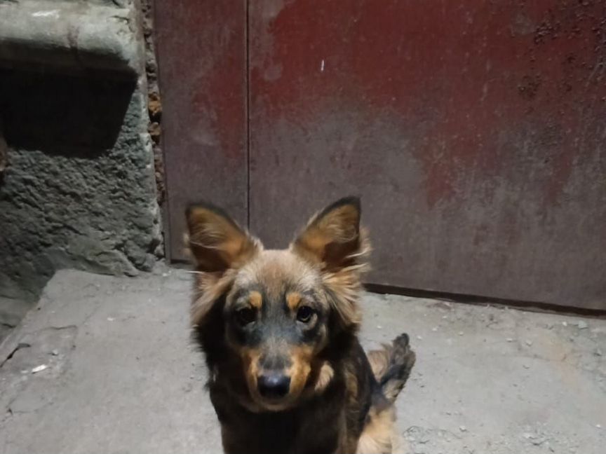 Молодая девочка в добрые руки