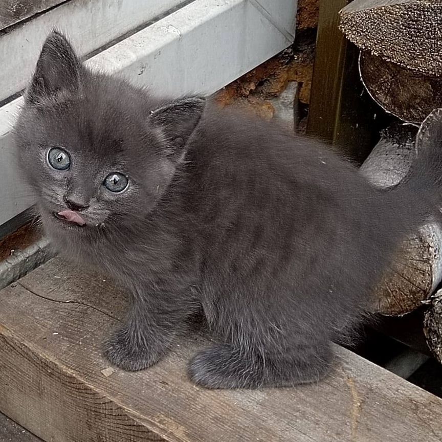 Котёнок в добрые руки