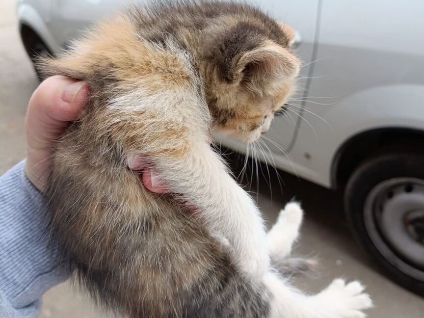 Котята в добрые руки даром бесплатно
