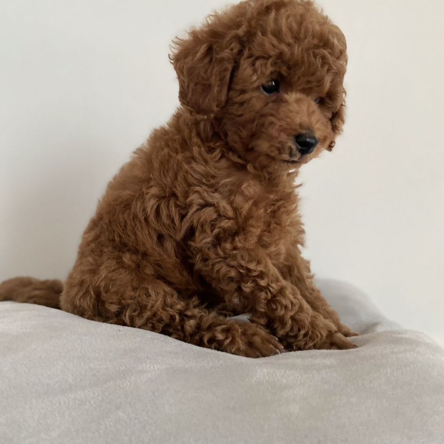 Щенки той пуделя с документами