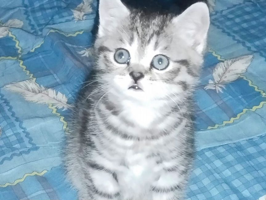 Шотландская Кошка