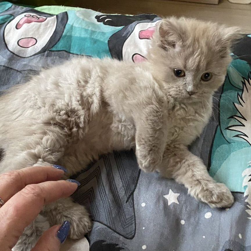 Очень нежный Шотландский мальчик