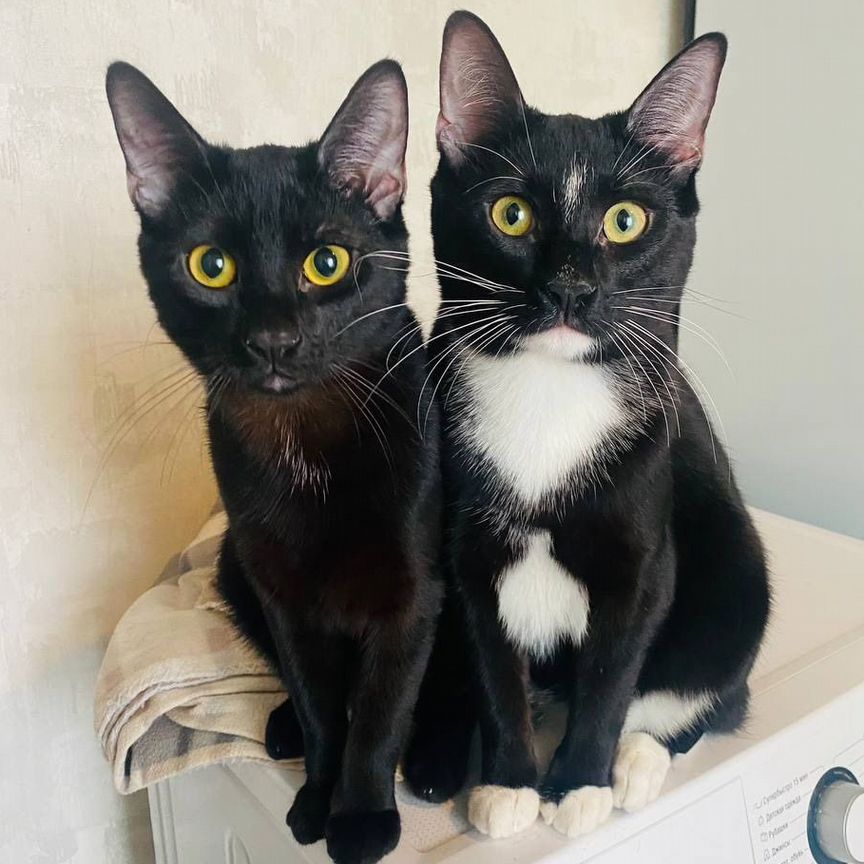 Черная кошка
