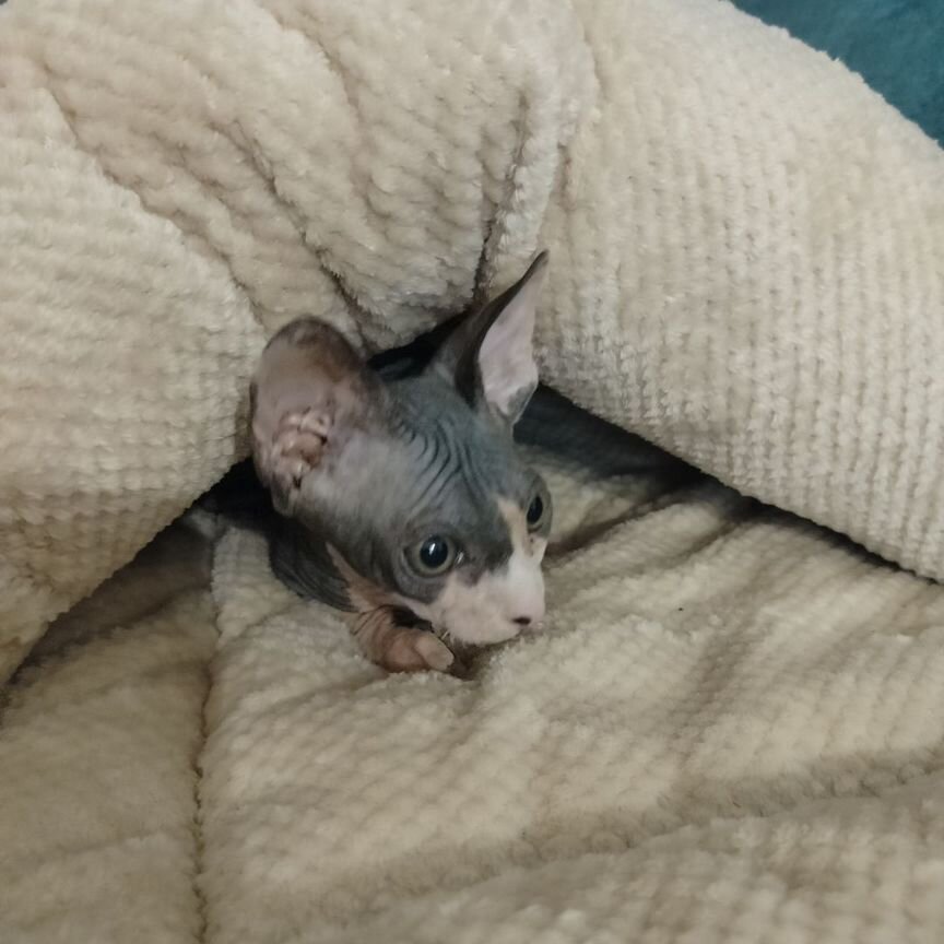 Продажа котенка сфинкс