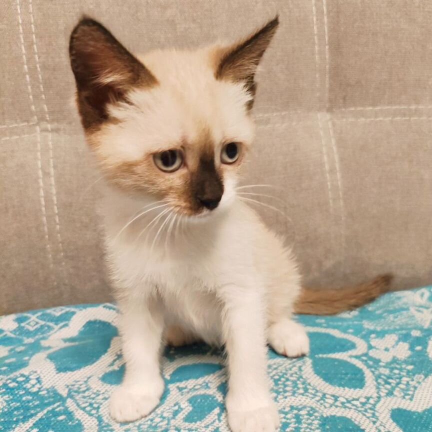 Отдам в добрые руки котят -девочки, 1.5 месяца