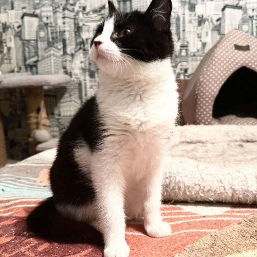Котенок девочка 2 месяца