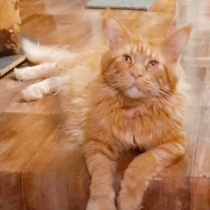 Котята мейн-кун