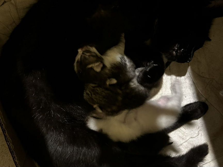 Красивые котята в дар
