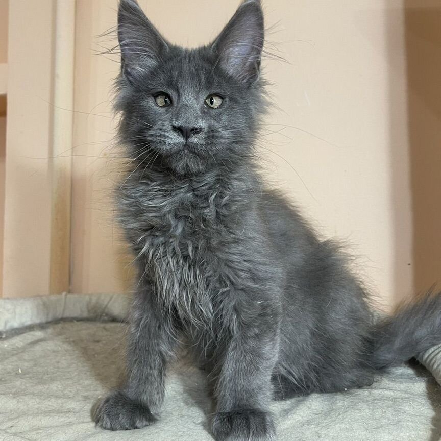 Мейн-кун котёнок