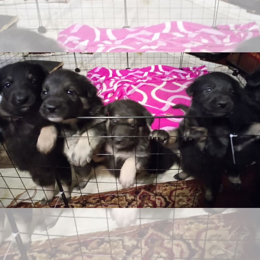 Восточноевропейская овчарка, щенок