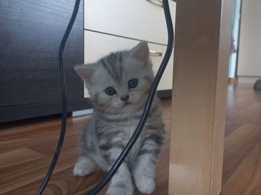 Шотландские прямоухие котята. 1 месяц