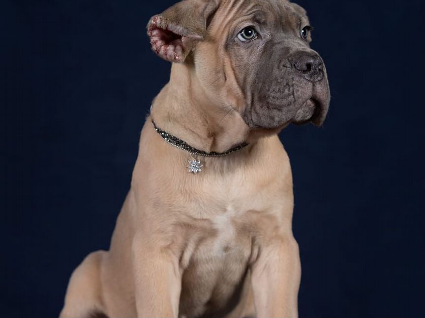 Щенки кане Корсо