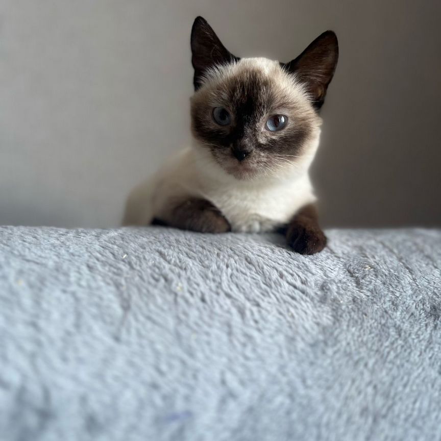 Котенок в добрые руки
