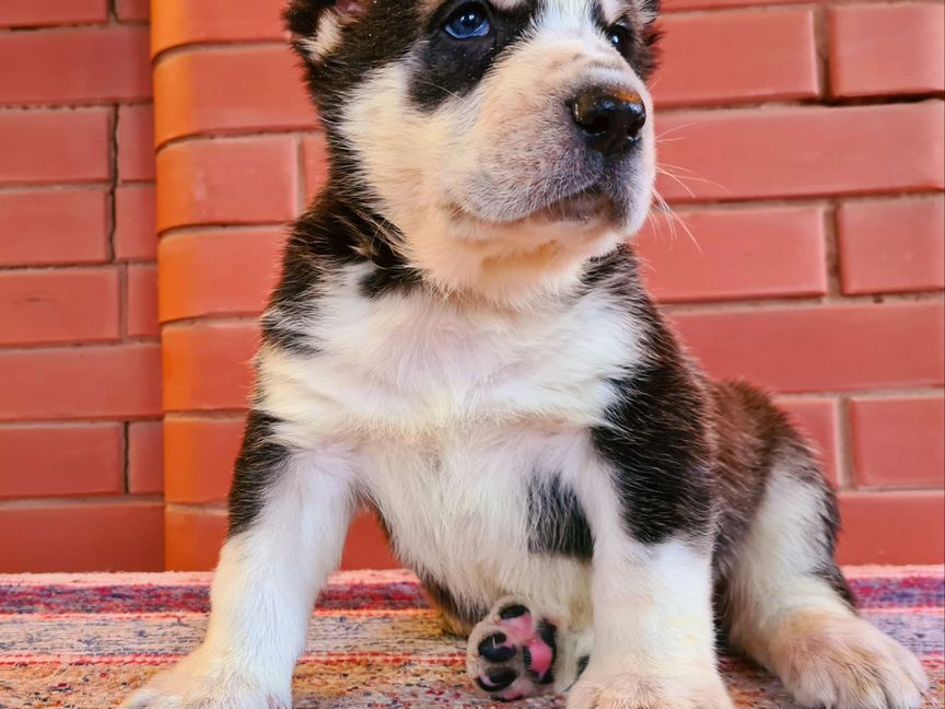 Среднеазиатская овчарка алабай щенки