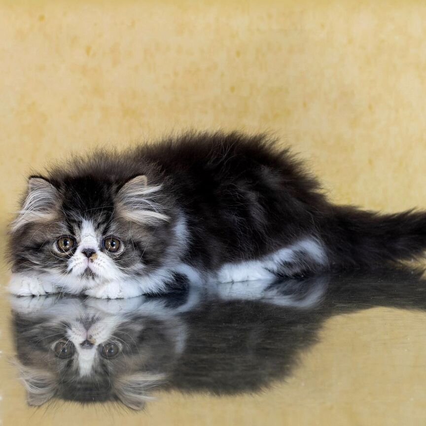 Персидские котята