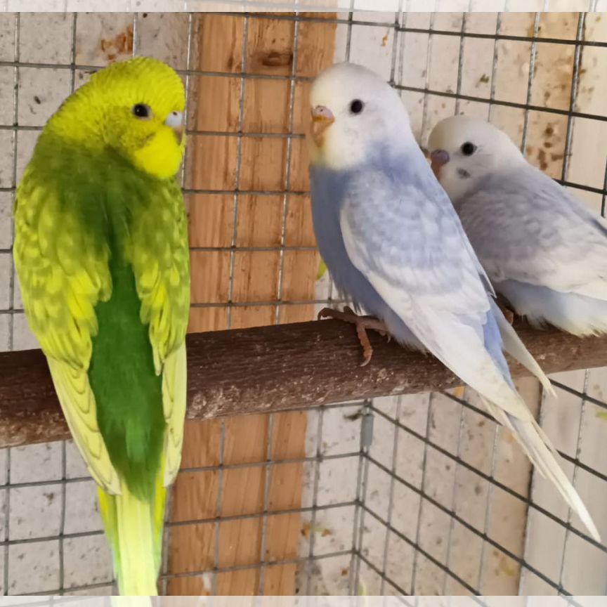 Продаются чехи и получехи