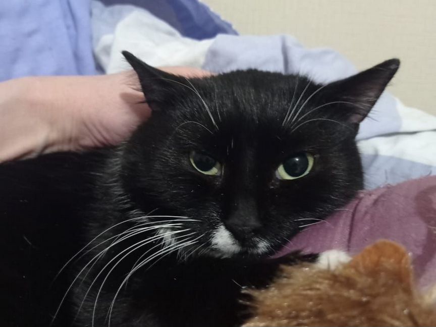 Кошка