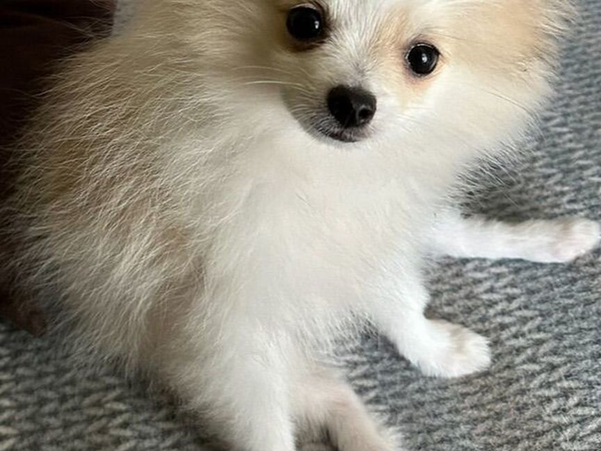 Немецкий шпиц мини