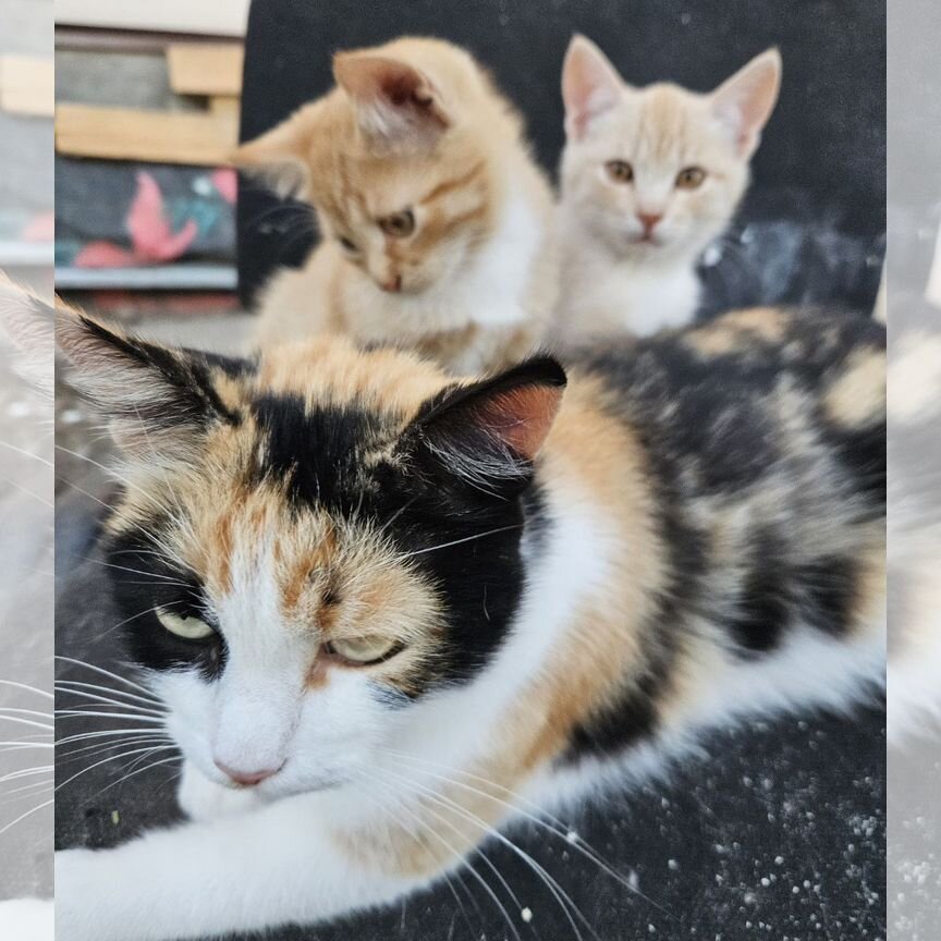 Котята в добрые руки