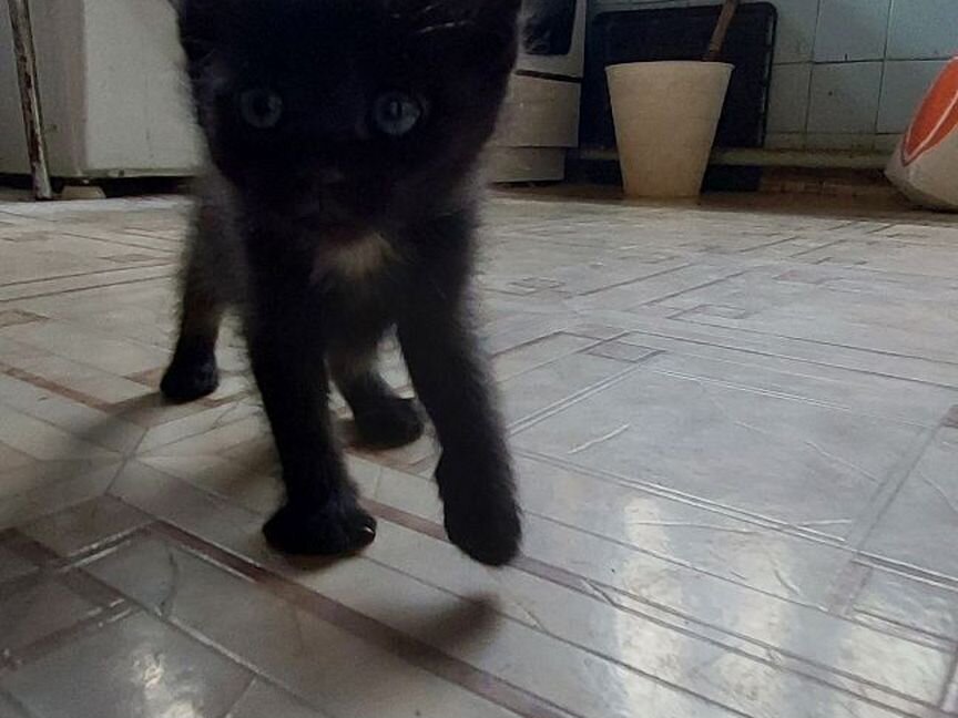 Котёнок