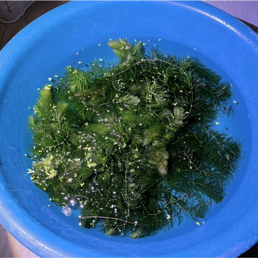 Роголистник