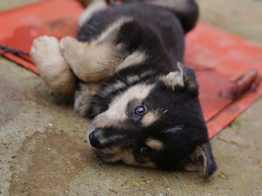 Задорные щенки в добрые руки