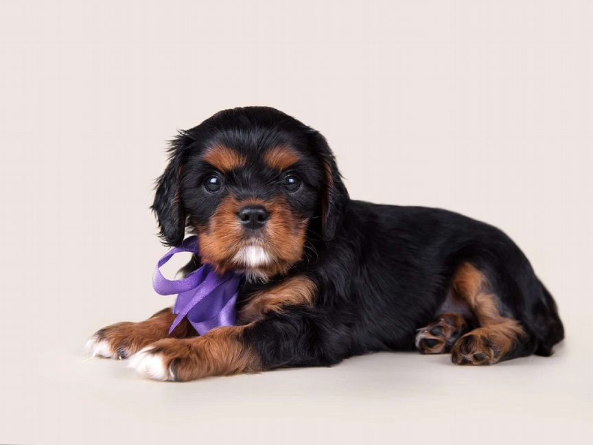 Кавалер Кинг Чарльз спаниель