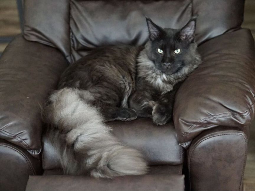 Котята мейн кун