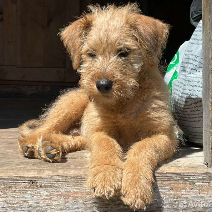 Ирландский терьер