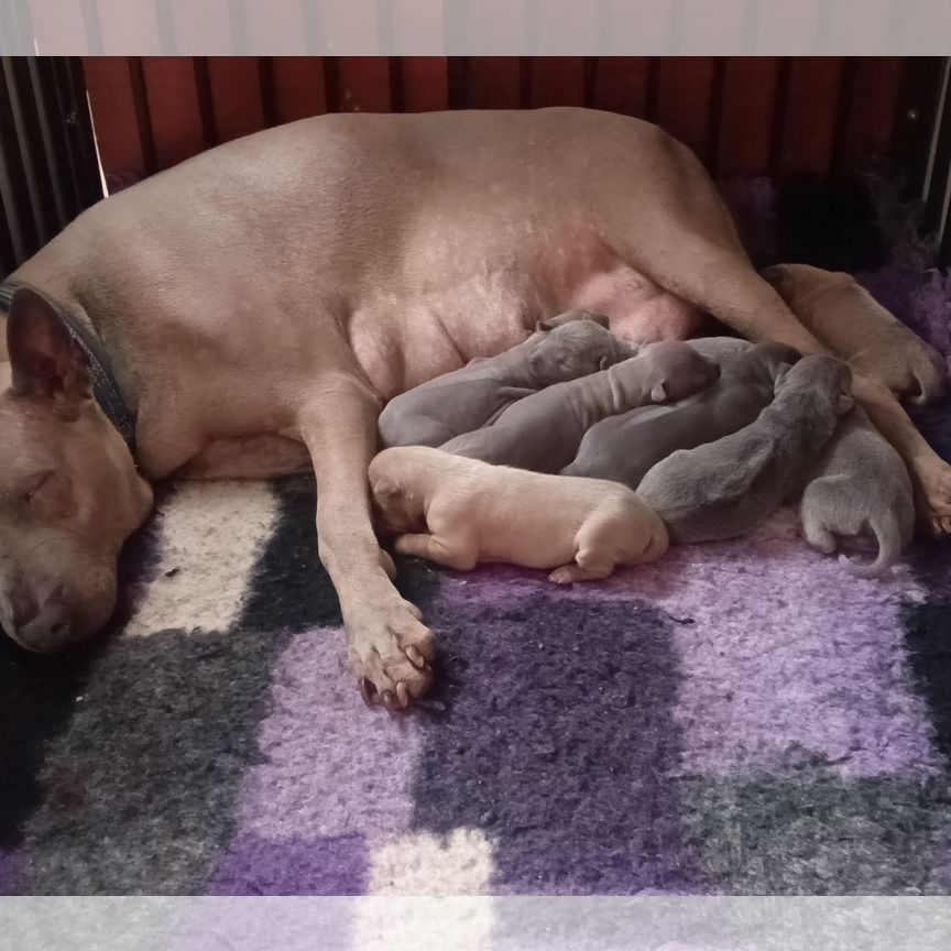 Тайский риджбек, щенок